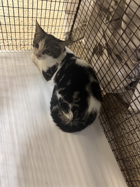 Doral, FL Lost Male Cat, Ram Is Missing | PawBoost