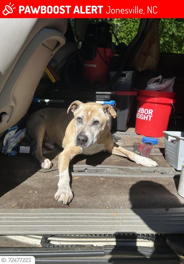 Jonesville, NC Lost Male Dog, Knuckles Is Missing | PawBoost