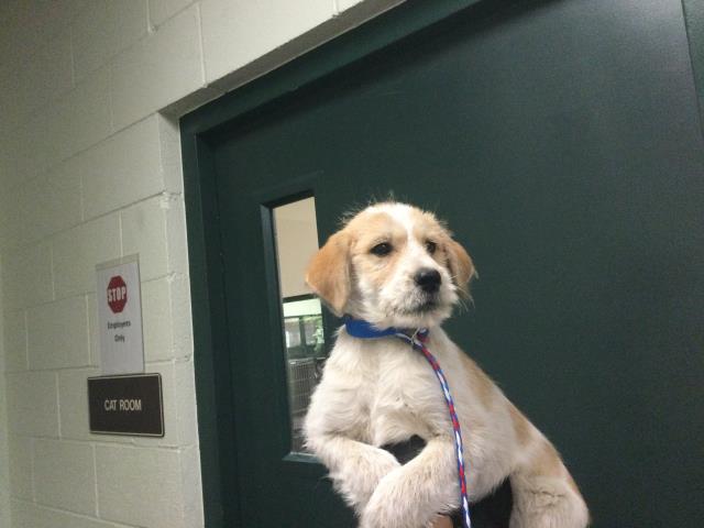 Thousand Palms, CA Lost Male Dog, Bear Is Missing | PawBoost