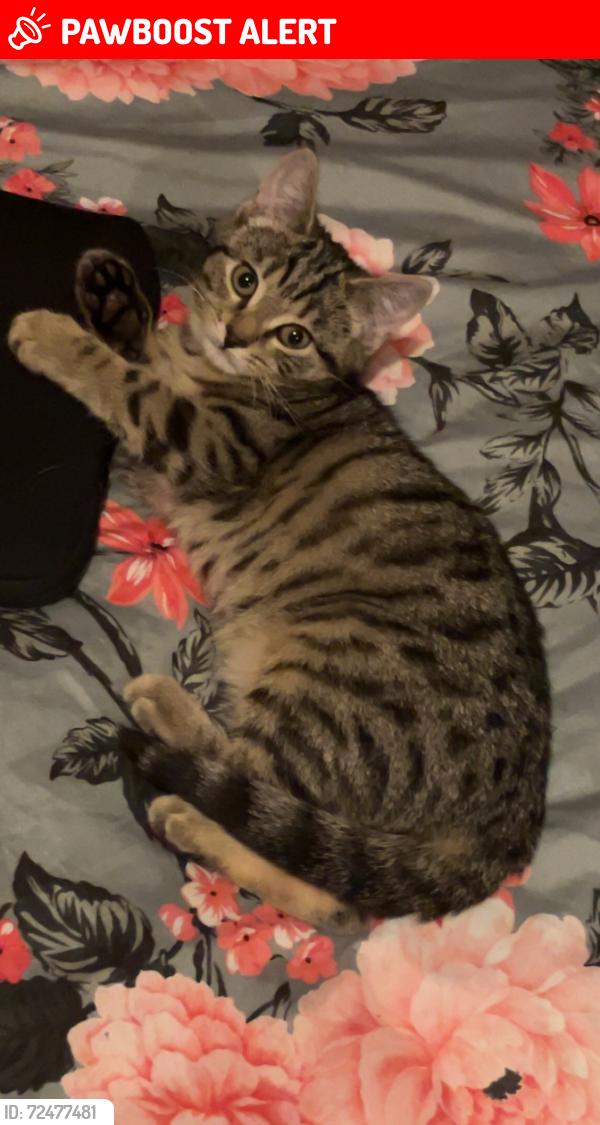 Lower Clapton, England Lost Female Cat, Moonie Is Missing | PawBoost