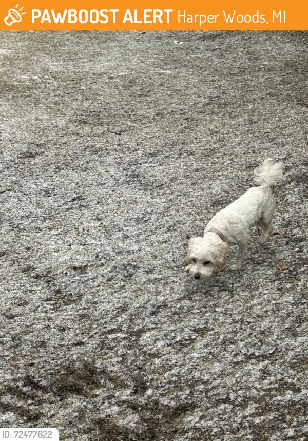 Harper Woods, MI Stray Male Dog Found Near The haven at grose pointe ...