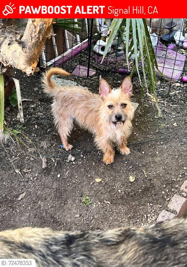 Signal Hill, CA Lost Male Dog, Lil Guy Is Missing | PawBoost