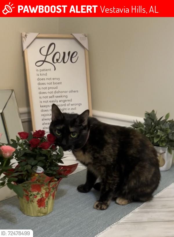 Vestavia Hills, AL Lost Female Cat, Harper Is Missing | PawBoost
