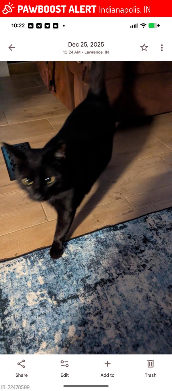 Indianapolis, IN Lost Female Cat, Scarlett Is Missing | PawBoost