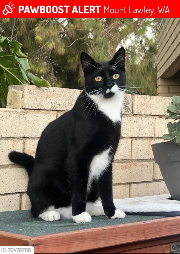 Mount Lawley, WA Lost Male Cat, Ollie-bear Is Missing | PawBoost