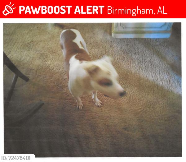 Birmingham, AL Lost Male Dog, Snookie Is Missing | PawBoost