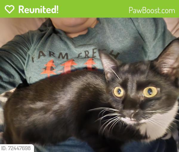 Reunited Female Cat in Damascus, MD 20872 (ID: 72447698) | PawBoost