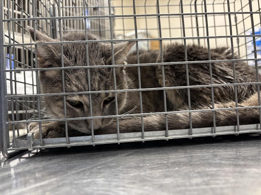 Las Vegas, NV Lost Female Cat, A1405725 Is Missing | PawBoost