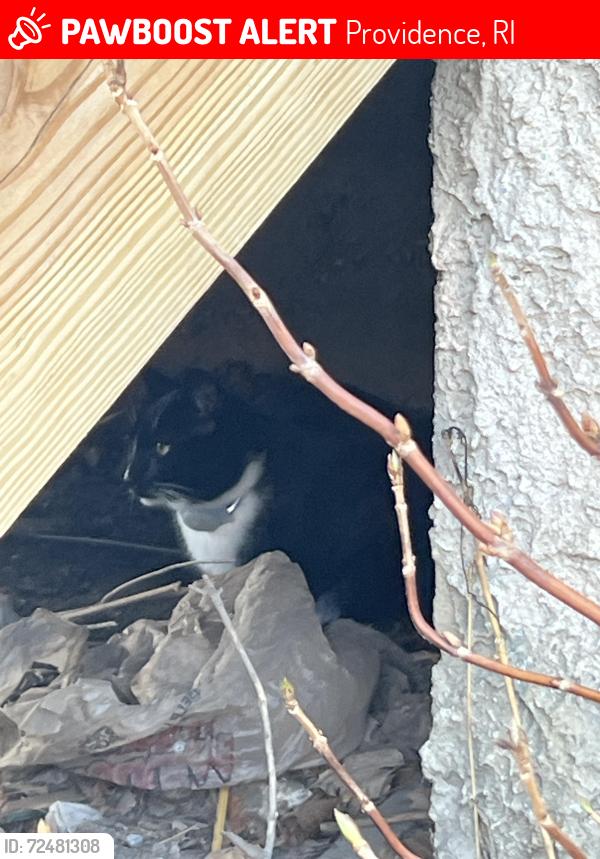 Providence, RI Lost Female Cat, Oscar Is Missing | PawBoost