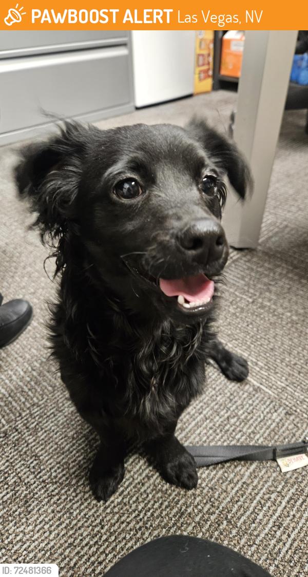 Las Vegas, NV Stray Male Dog Found Near Vegas Dr and MLK | PawBoost