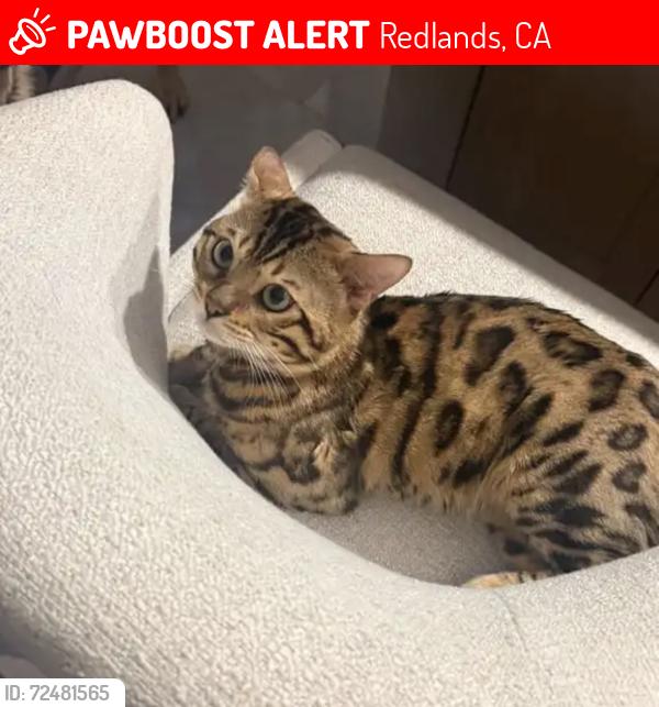 Redlands, CA Lost Male Cat, Shisho Is Missing | PawBoost