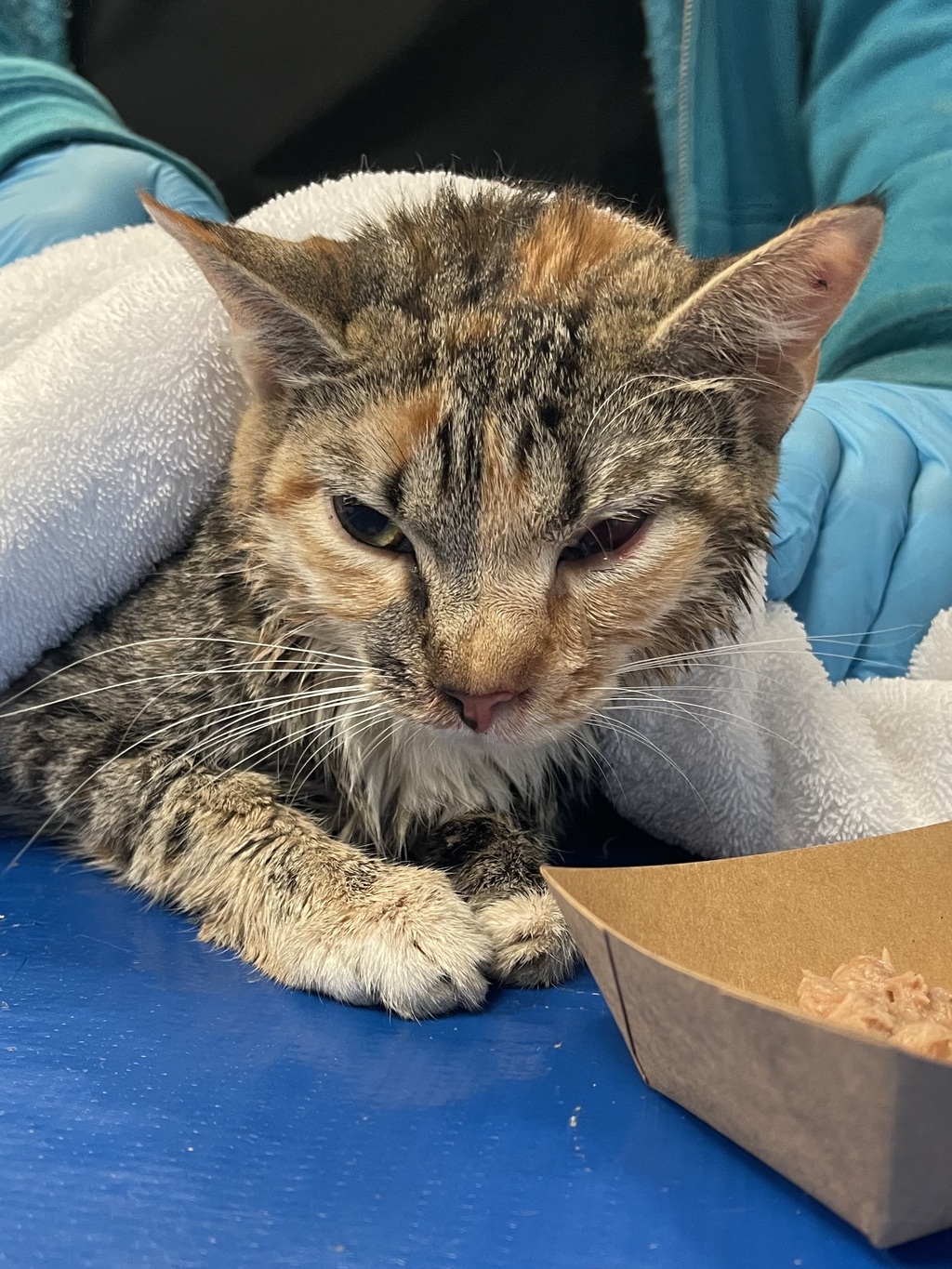 New York, NY Lost Cat, Raichu Is Missing | PawBoost