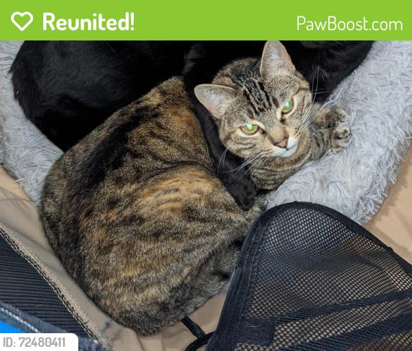 Reunited Female Cat in Commerce Township, MI 48382 (ID: 72480411 ...