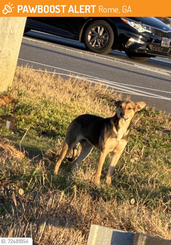 Rome, GA Stray Male Dog Found Near Across from citgo | PawBoost