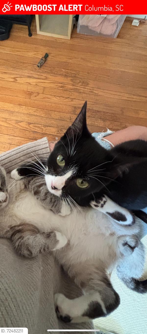 Columbia, SC Lost Female Cat, Ruby Is Missing | PawBoost