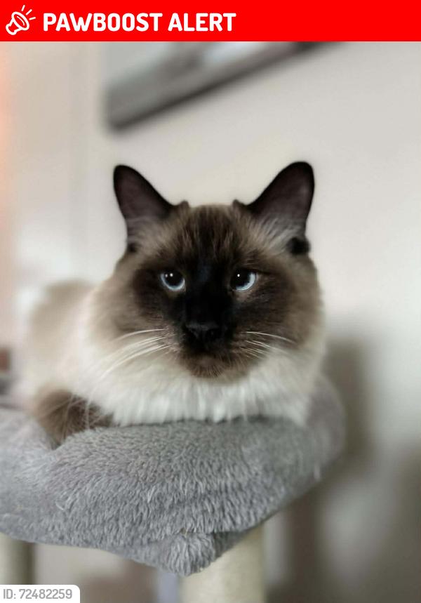 Yankee Springs Township, MI Lost Male Cat, Binxs Is Missing | PawBoost