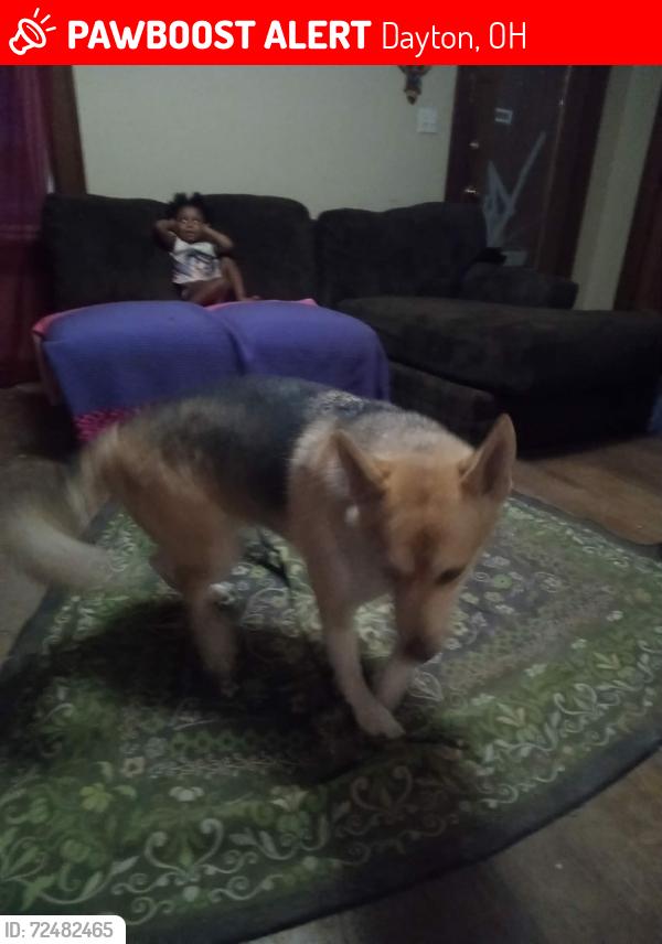 Dayton, OH Lost Female Dog, Louise Is Missing | PawBoost