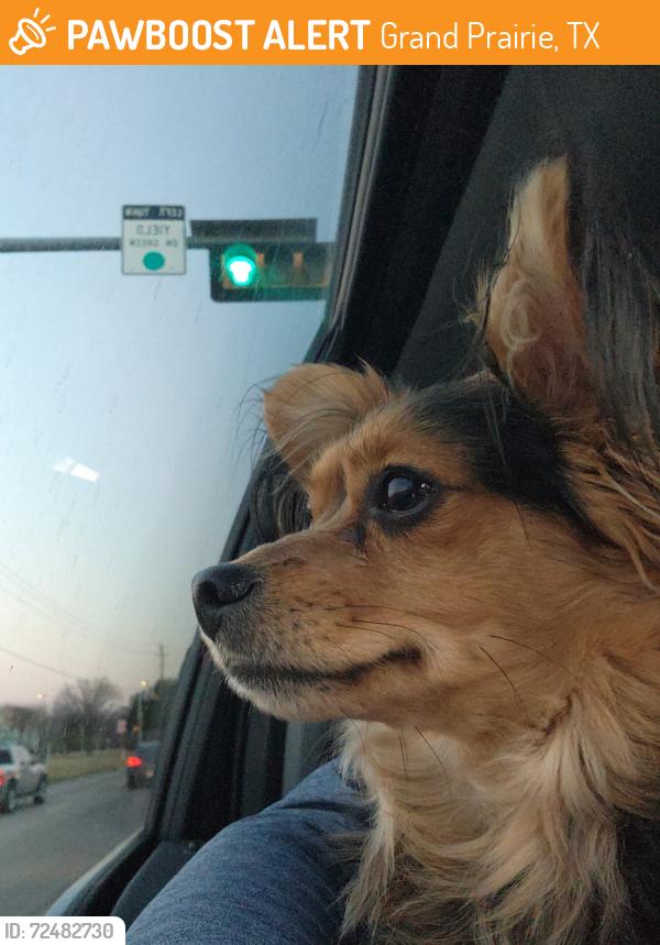 Grand Prairie, TX Stray Male Dog Found Near Fountain Pkwy & Westpark ...