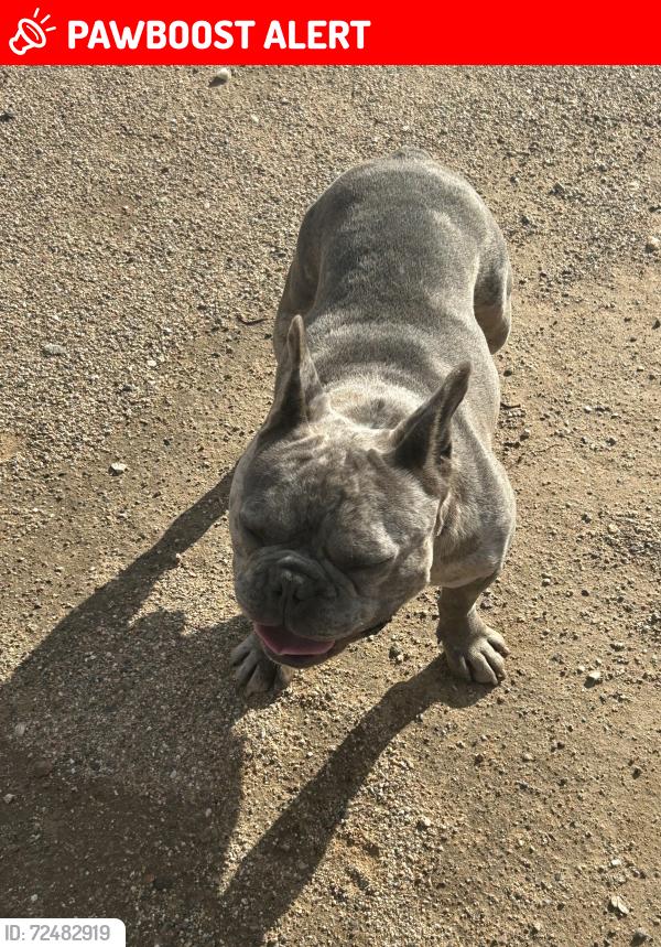 San Bernardino County, CA Lost Male Dog, Buster Is Missing | PawBoost