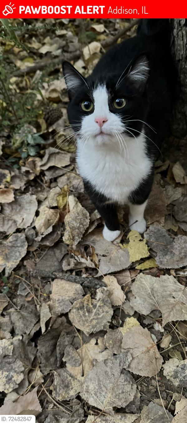 Addison, IL Lost Male Cat, Oreo Is Missing | PawBoost