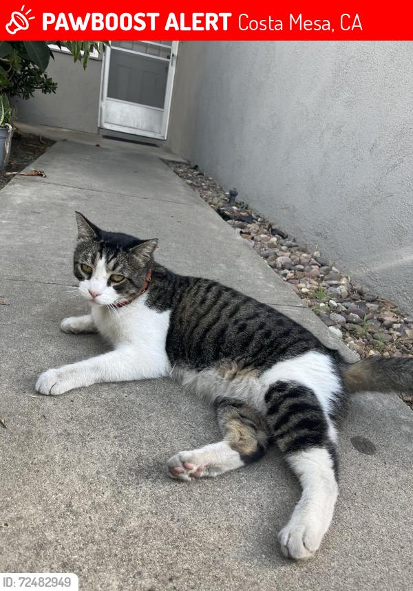 Costa Mesa, CA Lost Male Cat, cheeks Is Missing | PawBoost