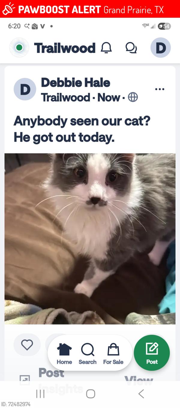 Grand Prairie, TX Lost Male Cat, Stash Is Missing | PawBoost