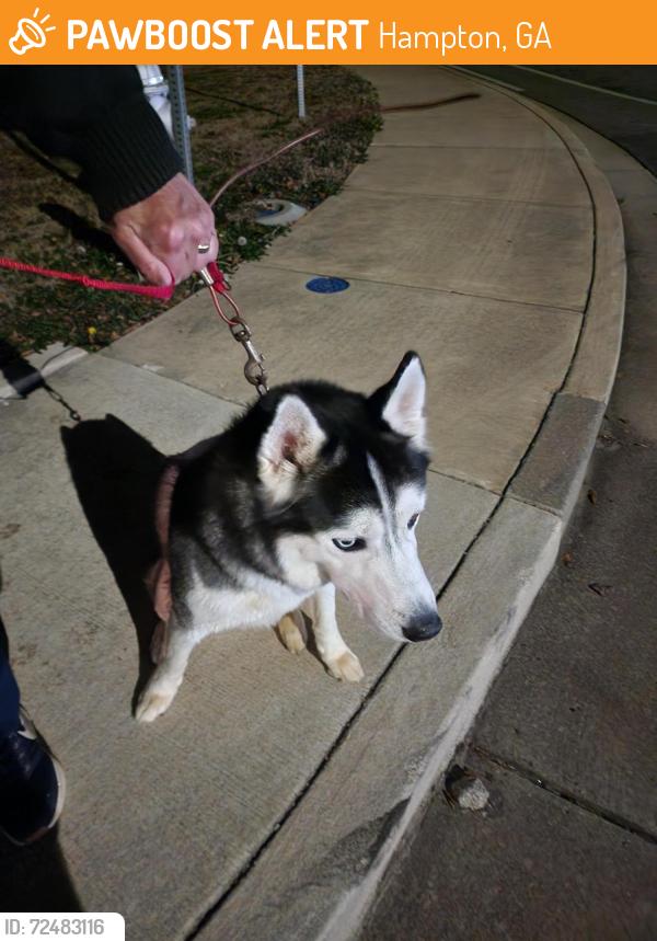 Hampton, GA Stray Dog Found Near Oak St | PawBoost