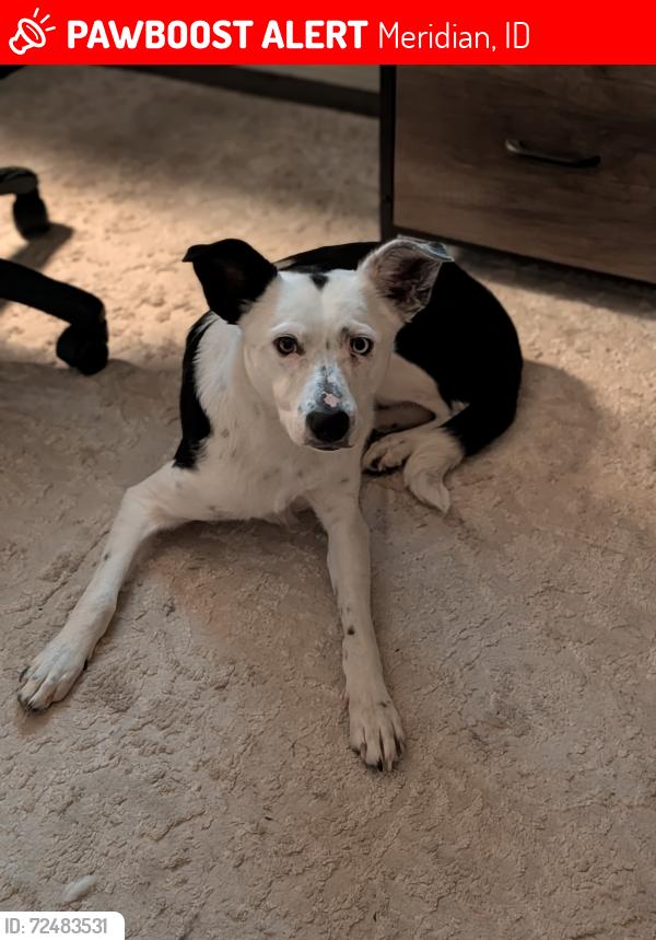 Meridian, ID Lost Female Dog, Mozey Is Missing | PawBoost