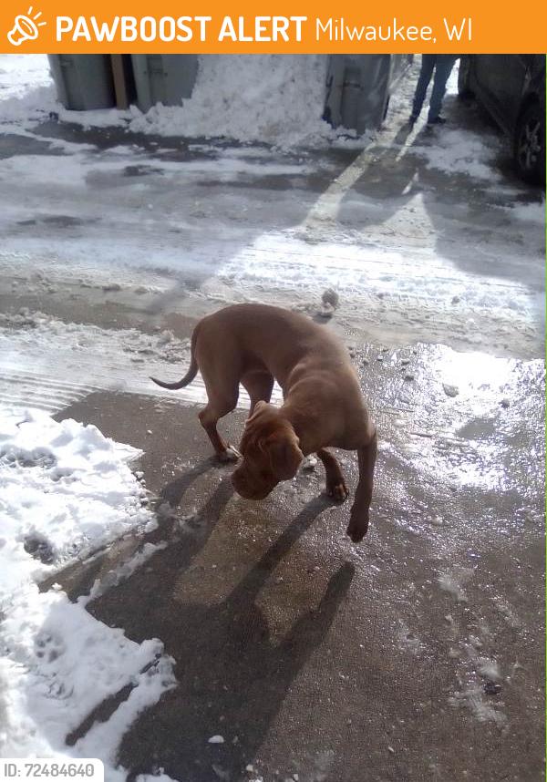 Milwaukee, WI Stray Female Dog Found Near Orchard | PawBoost