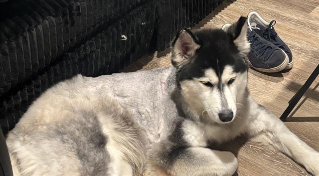 Long Beach, CA Lost Male Dog, Found Is Missing | PawBoost