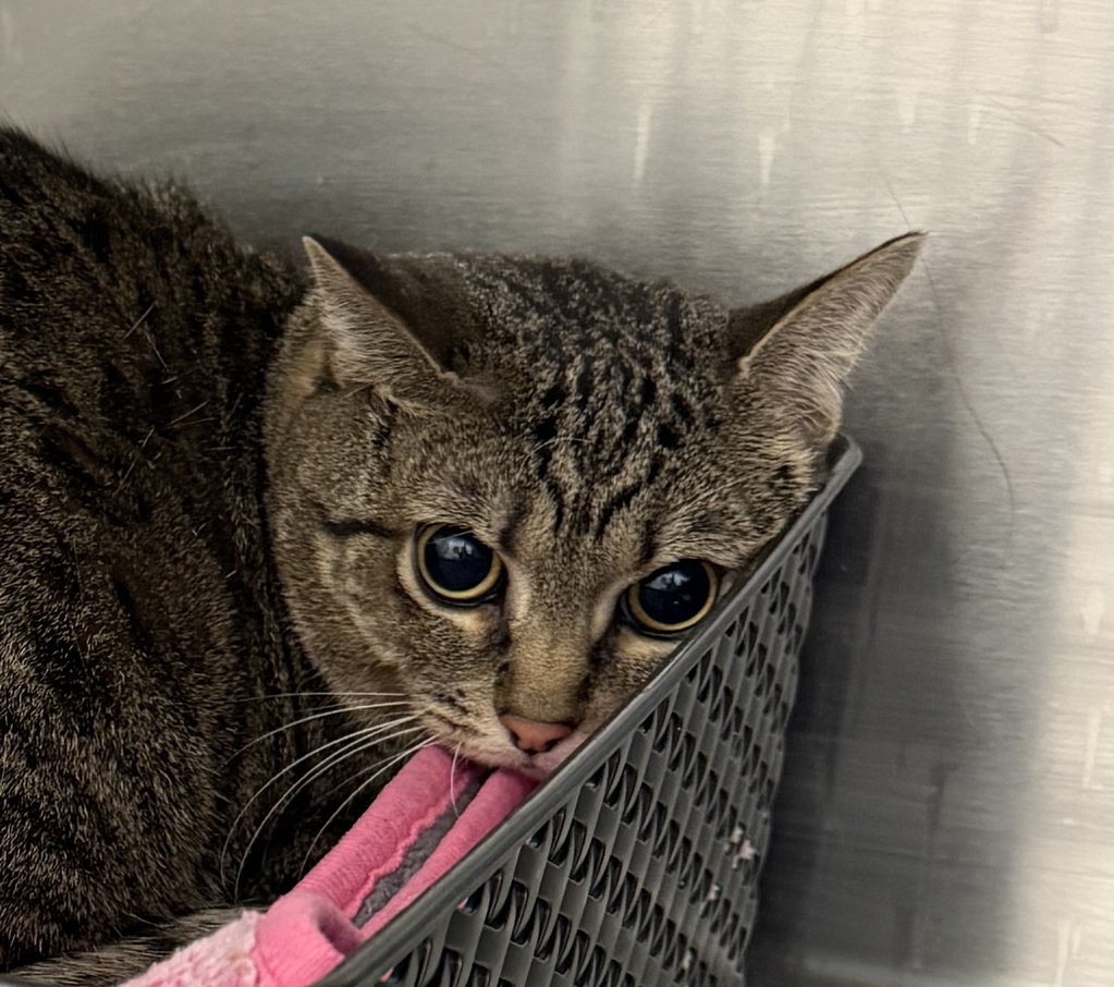 Golden, CO Lost Cat, sb_320132 Is Missing | PawBoost