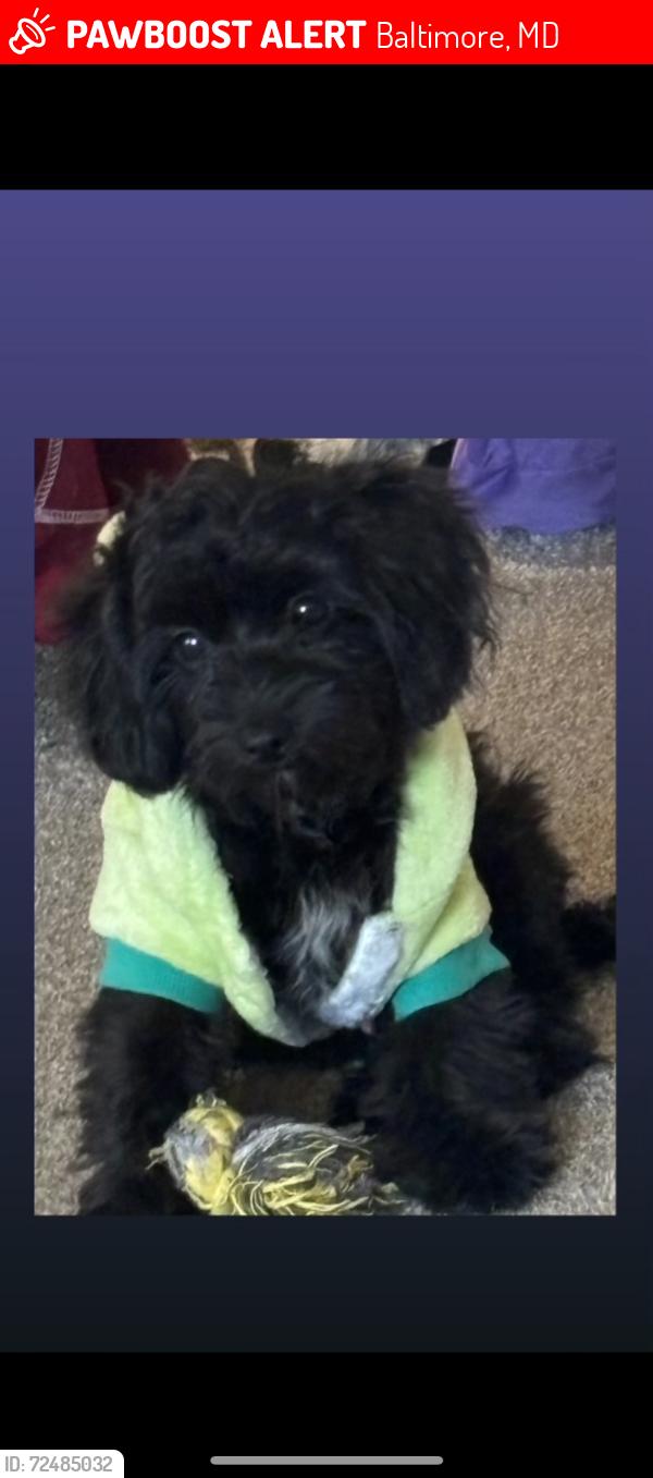 Baltimore, MD Lost Male Dog, Royal Is Missing | PawBoost