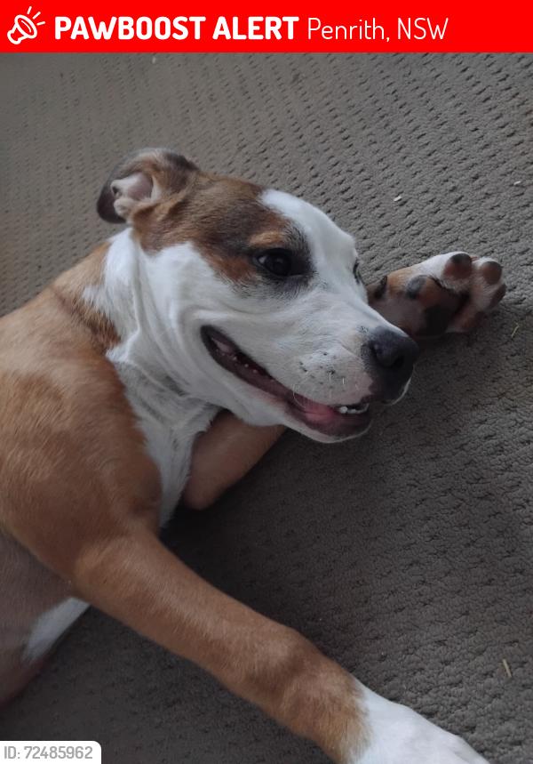 Penrith, NSW Lost Female Dog, Chocolate Is Missing | PawBoost