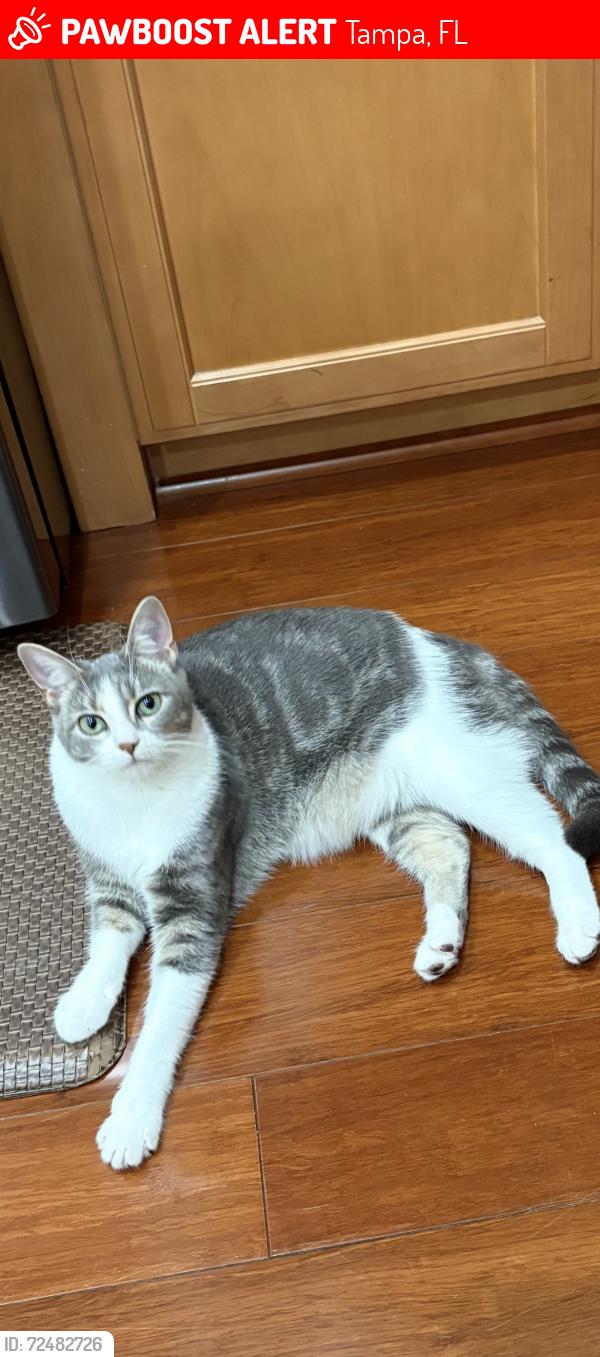 Tampa, FL Lost Female Cat, Maggie Is Missing | PawBoost