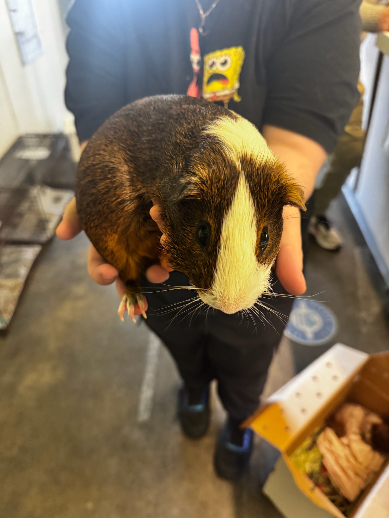 Los Angeles, CA Lost Male Other, Otter Is Missing | PawBoost