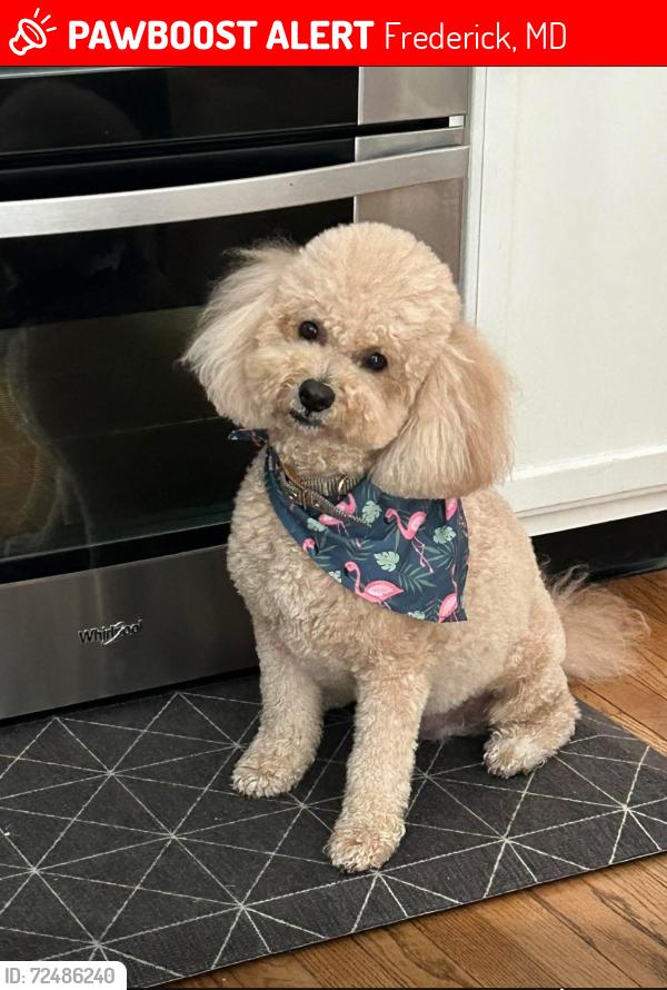 Frederick, MD Lost Male Dog, Koda Is Missing | PawBoost