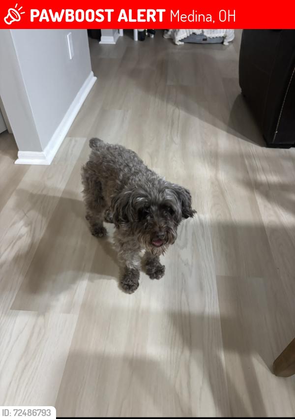 Medina, OH Lost Female Dog, Lucy Is Missing | PawBoost