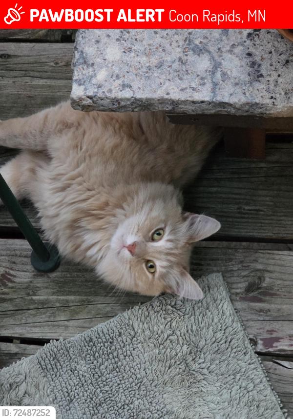 Coon Rapids, MN Lost Male Cat, Pumba Is Missing | PawBoost