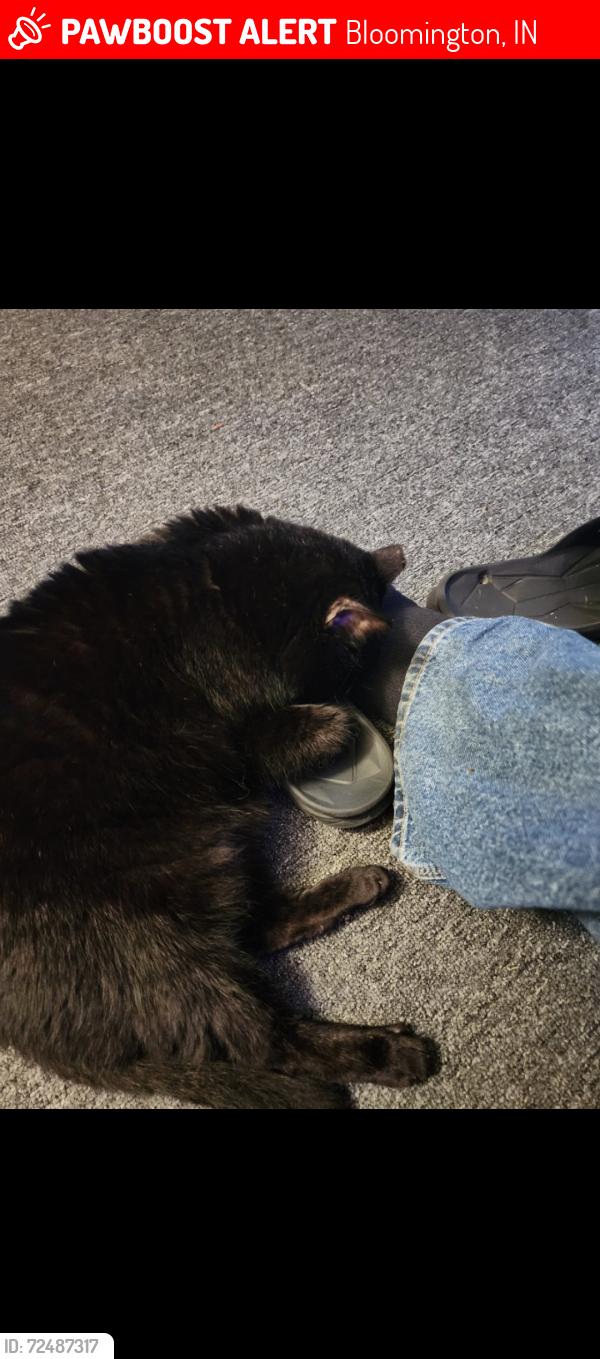 Bloomington, IN Lost Male Cat, BooBoo Is Missing | PawBoost