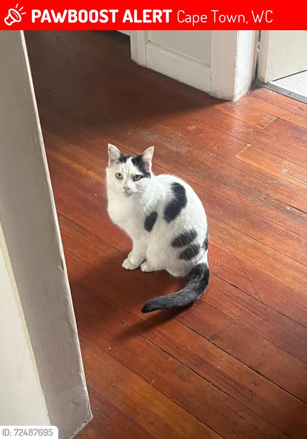 Cape Town, WC Lost Female Cat, Oreo Is Missing | PawBoost