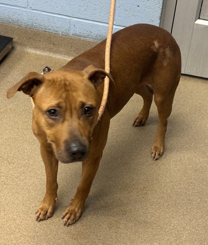 Atlanta, GA Lost Female Dog, Osa Is Missing | PawBoost