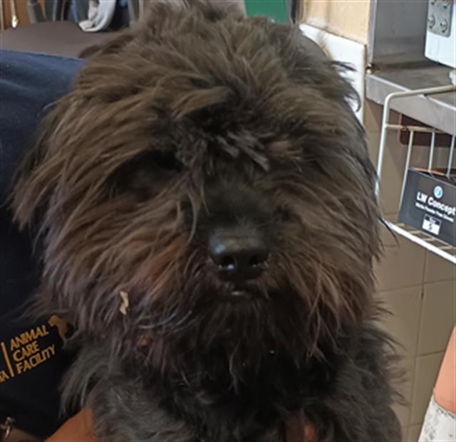 Chula Vista, CA Lost Male Dog, Murfie Is Missing | PawBoost