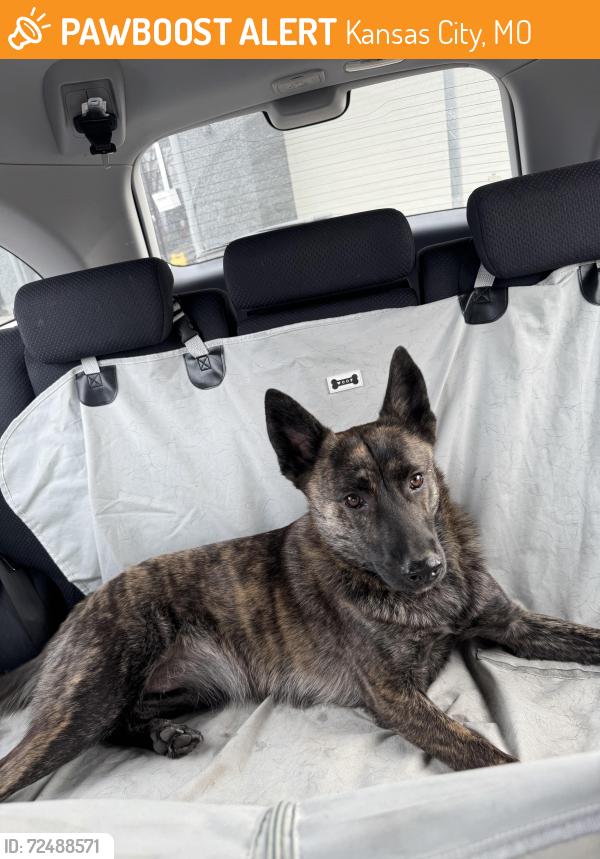 Kansas City, MO Stray Female Dog Found Near found on side of i70 West ...