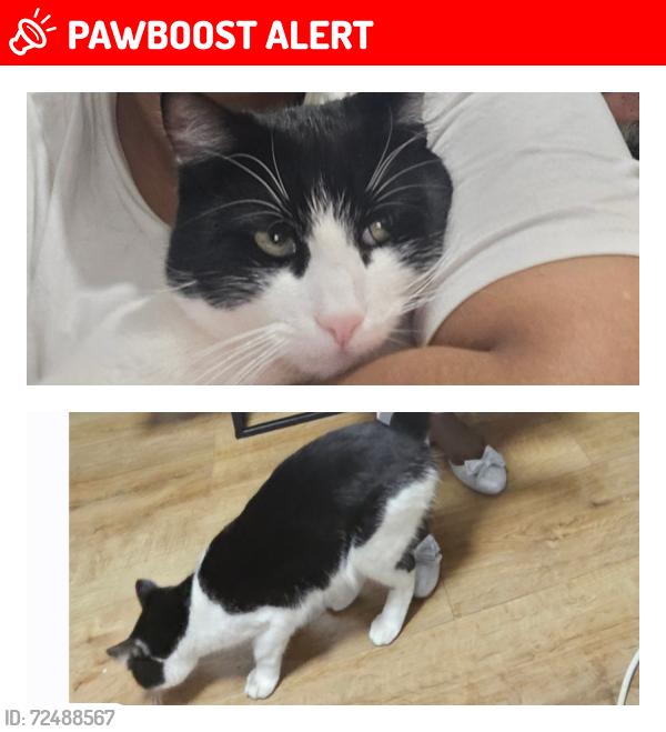 Darlaston, England Lost Male Cat, Lumière Is Missing | PawBoost