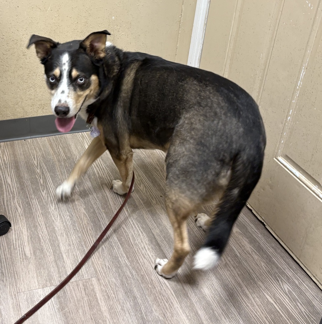 Oceanside, CA Lost Male Dog, Koda Is Missing | PawBoost