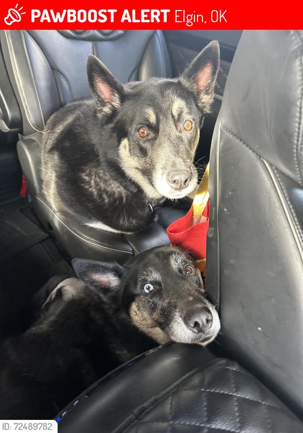 Elgin, OK Lost Female Dog, Bingo Bluey Is Missing | PawBoost