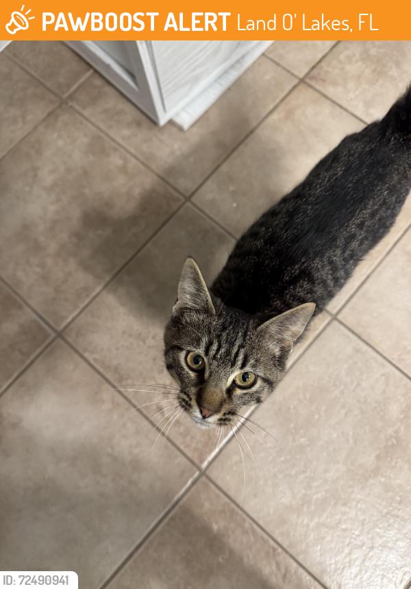 Land O' Lakes, FL Stray Male Cat Found Near Lake Talia Neighborhood ...