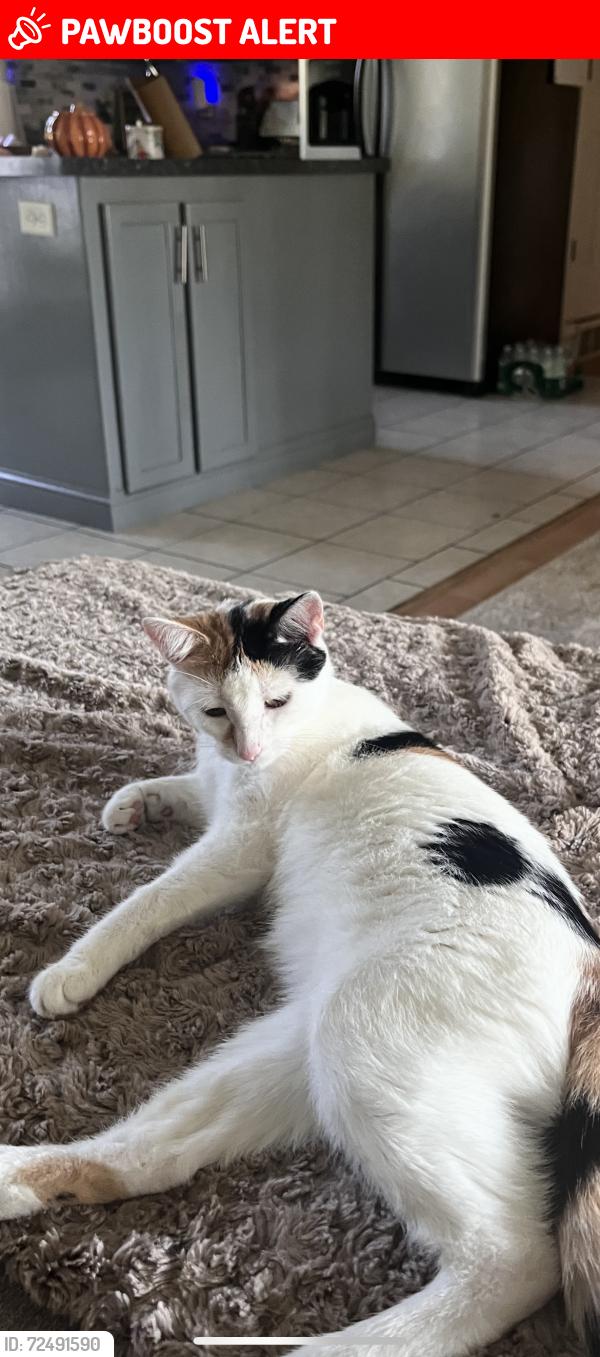 Emmett Township, MI Lost Female Cat, Daisy Is Missing | PawBoost