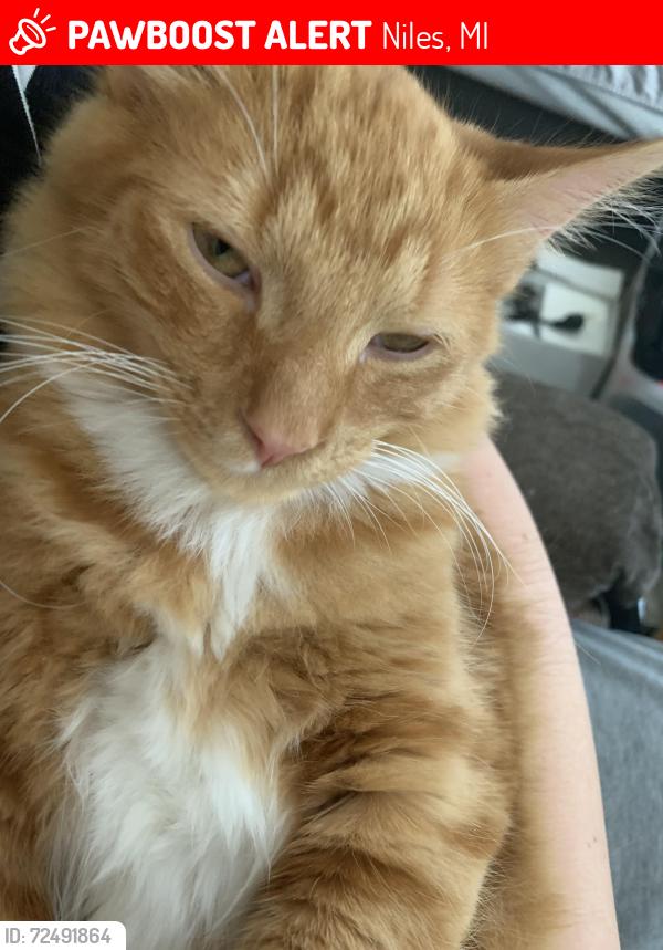 Niles, MI Lost Male Cat, Cheese Is Missing | PawBoost