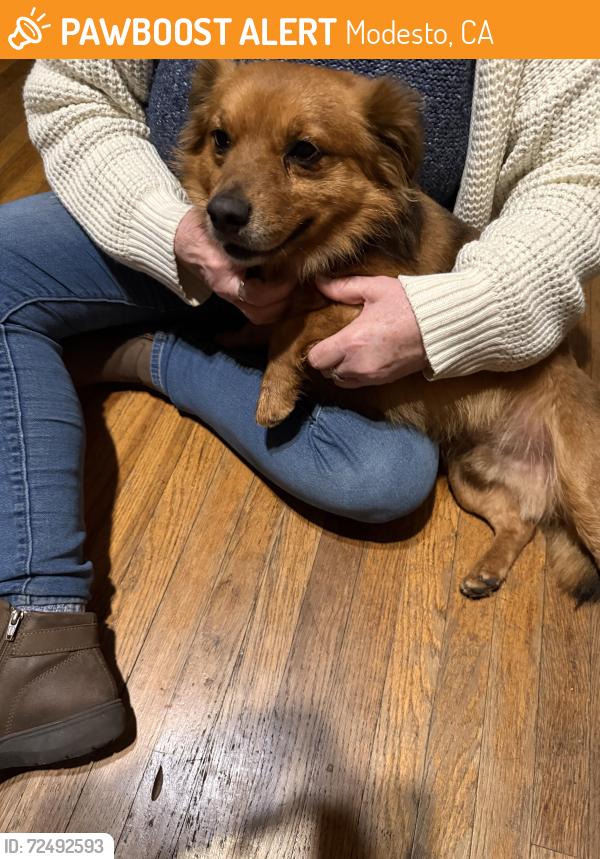 Modesto, CA Stray Male Dog Found Near Hackberry and Stoddard | PawBoost